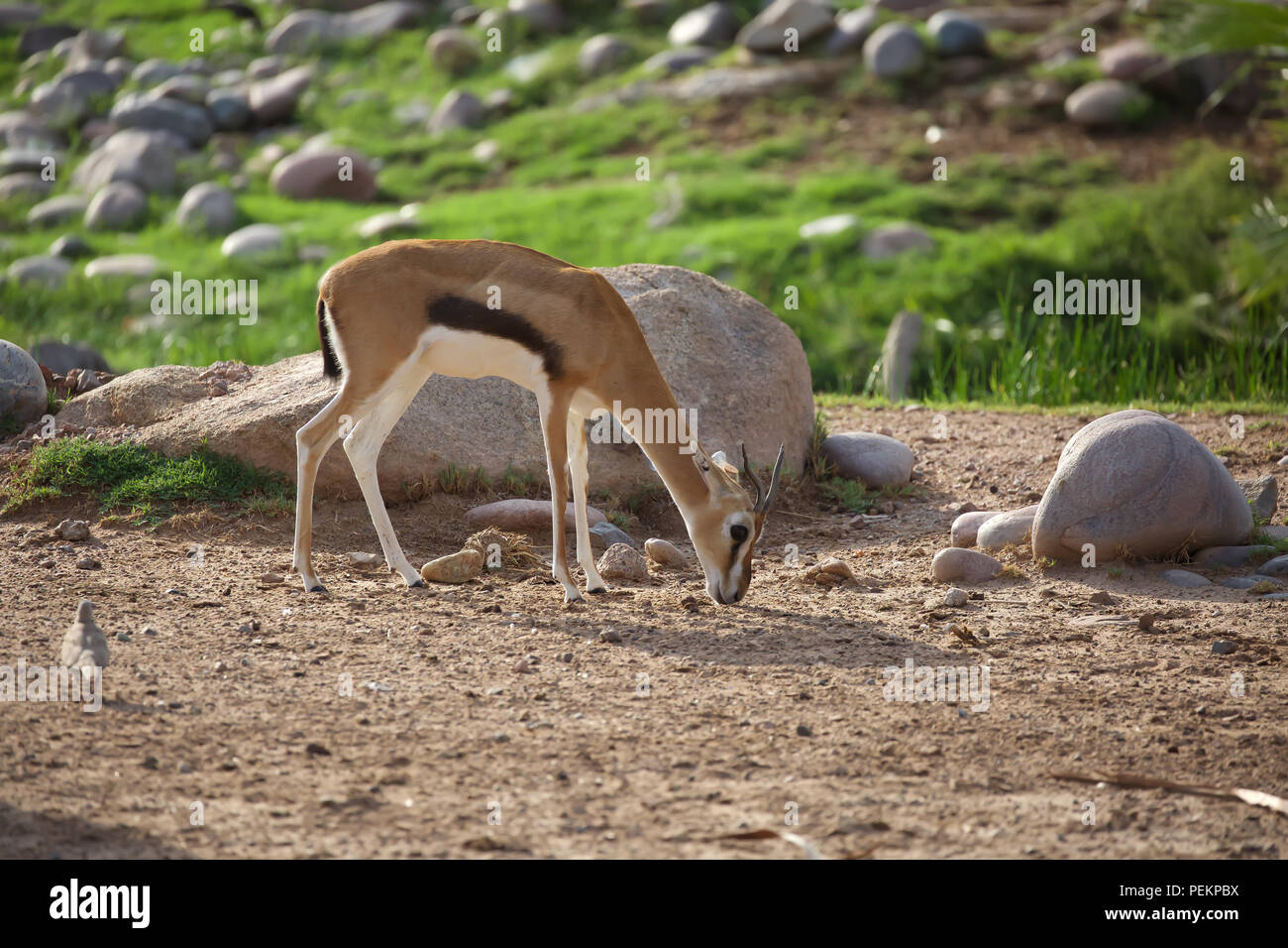 Thomson's Gazelle in Phoenix Zoo, Arizona,USA Stock Photo - Alamy