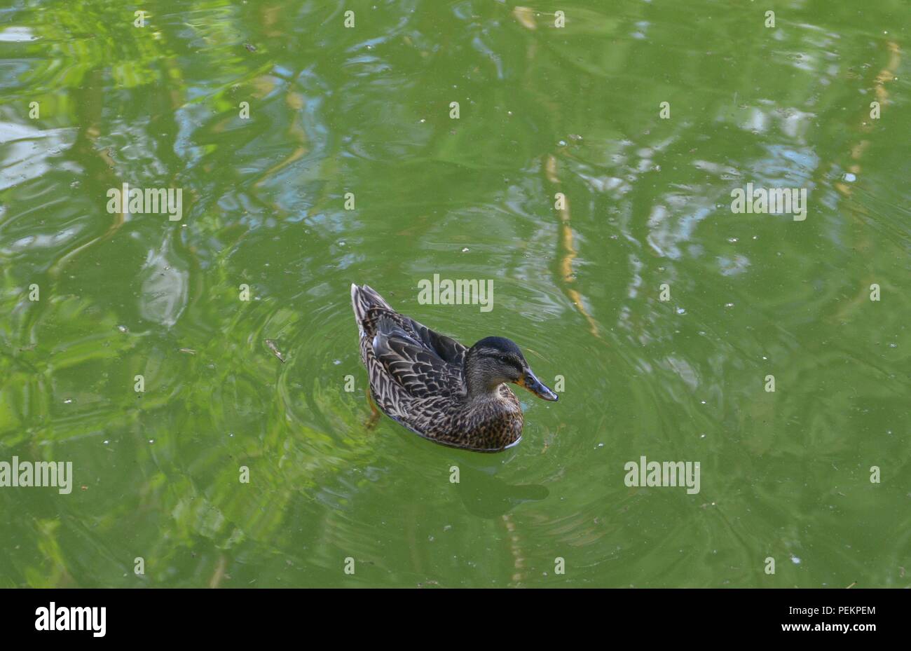 Duck swimming feet hi-res stock photography and images - Alamy