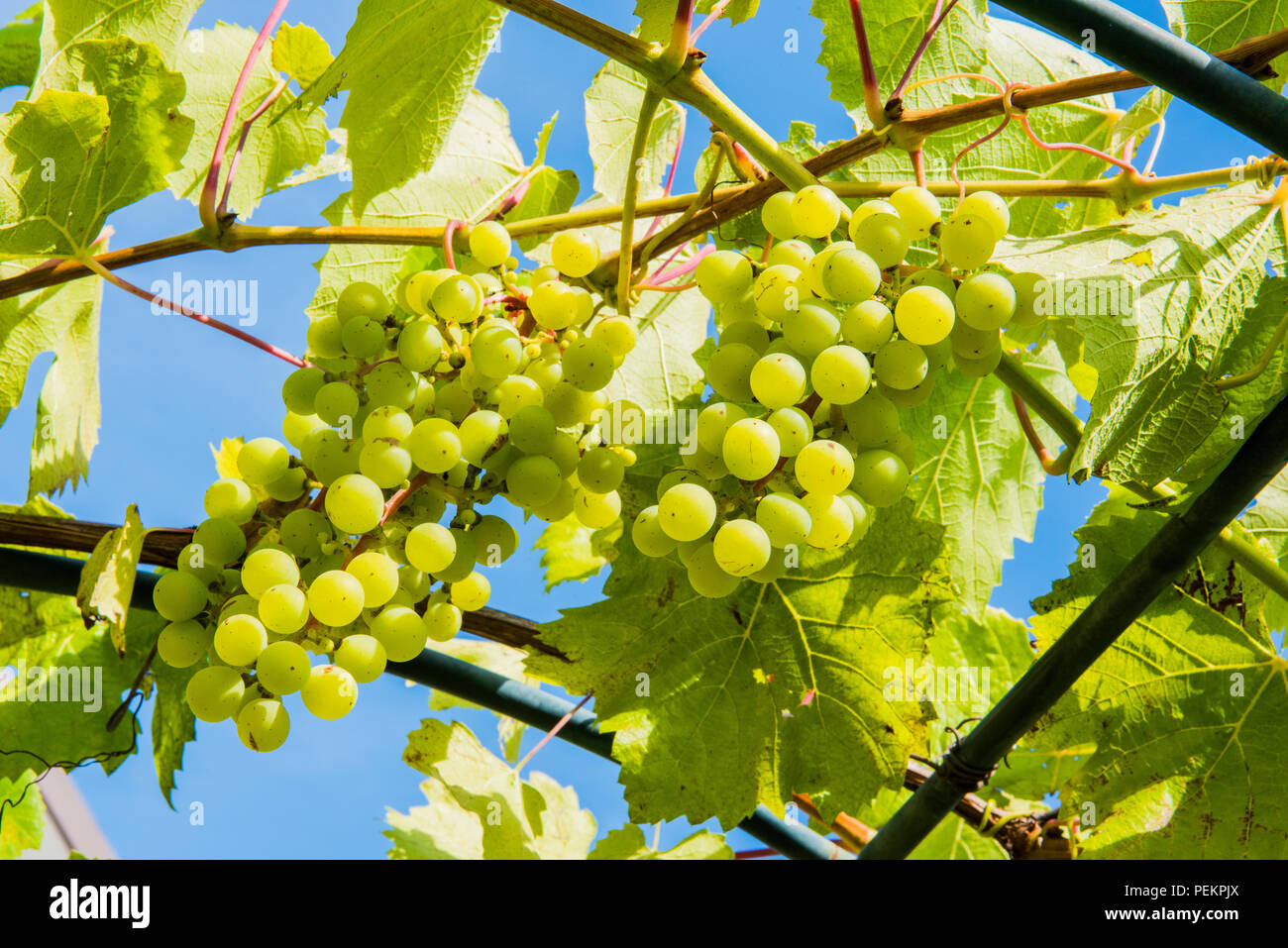 Grapes grown at home. Home winemaking Stock Photo - Alamy