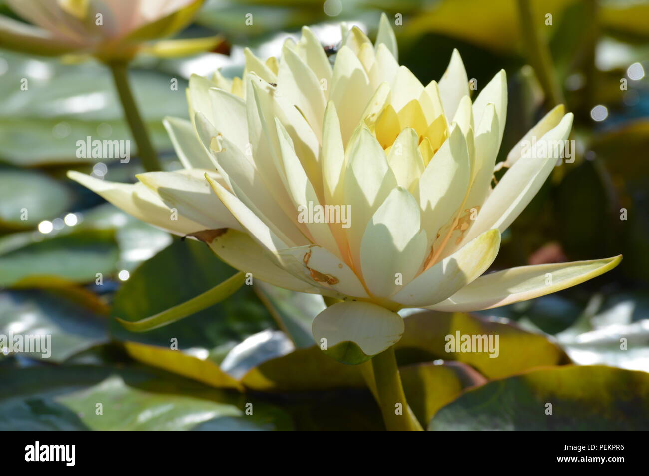 Pad background hi-res stock photography and images - Alamy