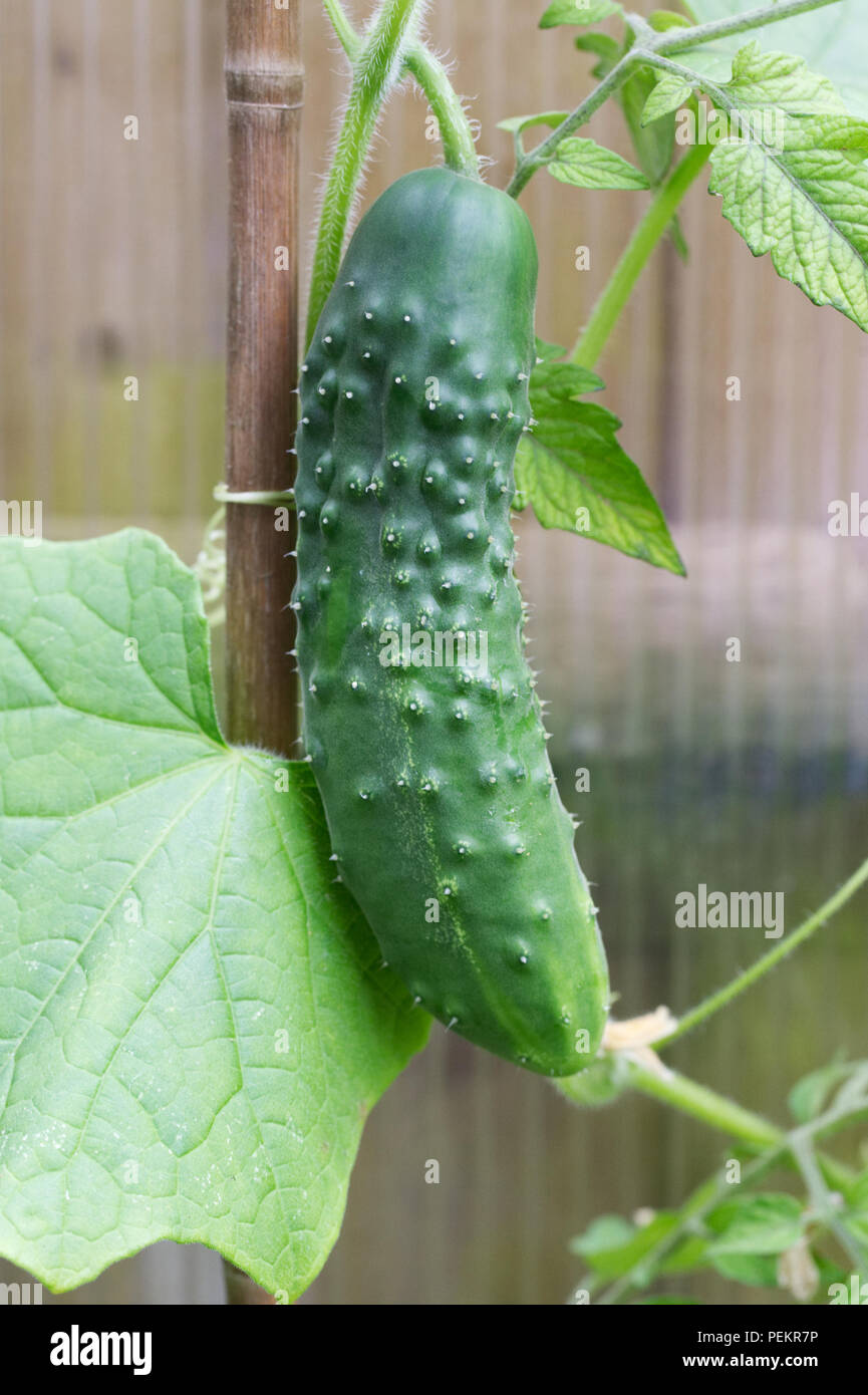 Greenhouse cucumber uk hi-res stock photography and images - Alamy