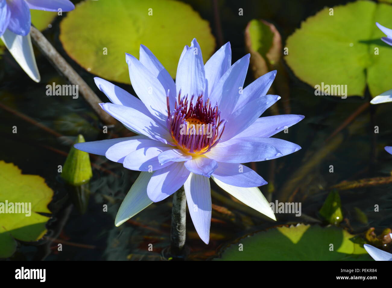 Pad background hi-res stock photography and images - Alamy