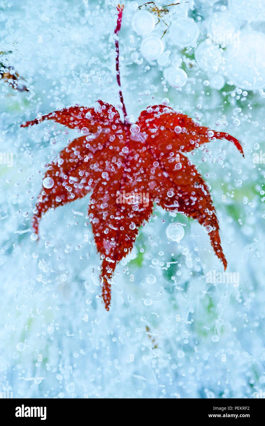 Scene seasons maple hi-res stock photography and images - Alamy