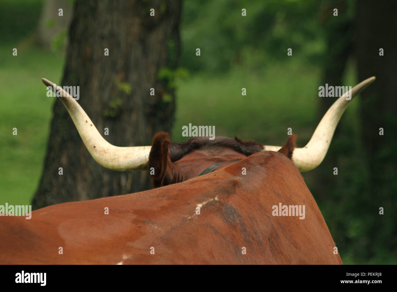 Bull with horns and pasture hi-res stock photography and images - Alamy