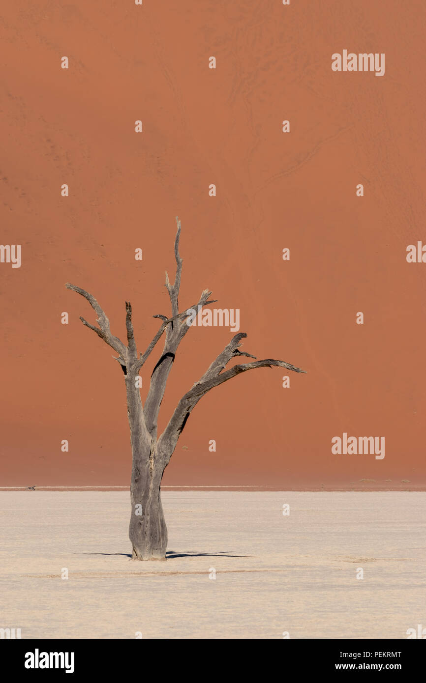 One dead tree on white plain with red sand dune background, Deadvlei ...