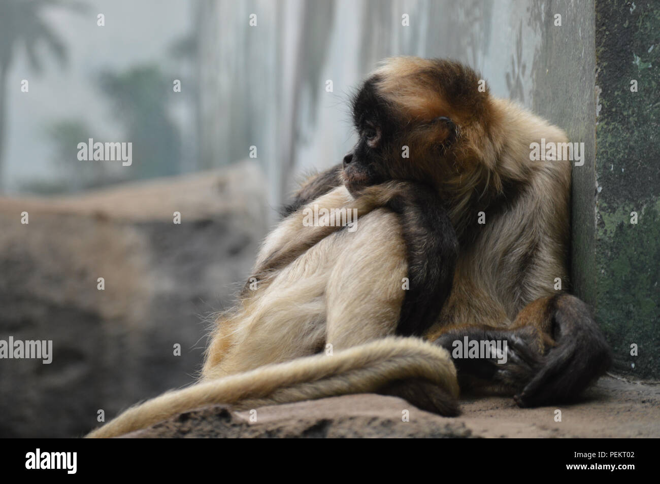 Spider monkey laying on a rock Stock Photo - Alamy
