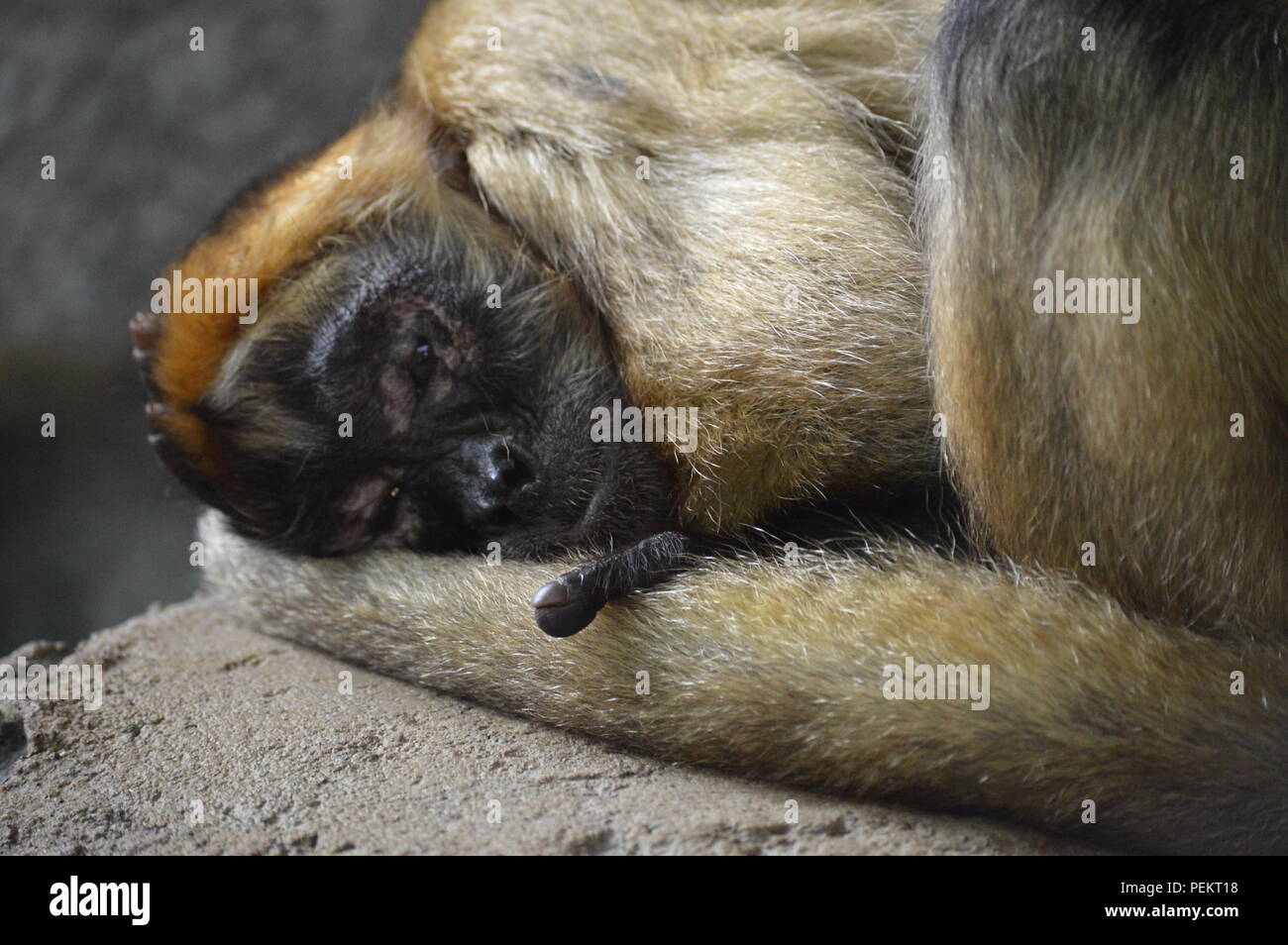 Spider monkey laying on a rock Stock Photo - Alamy
