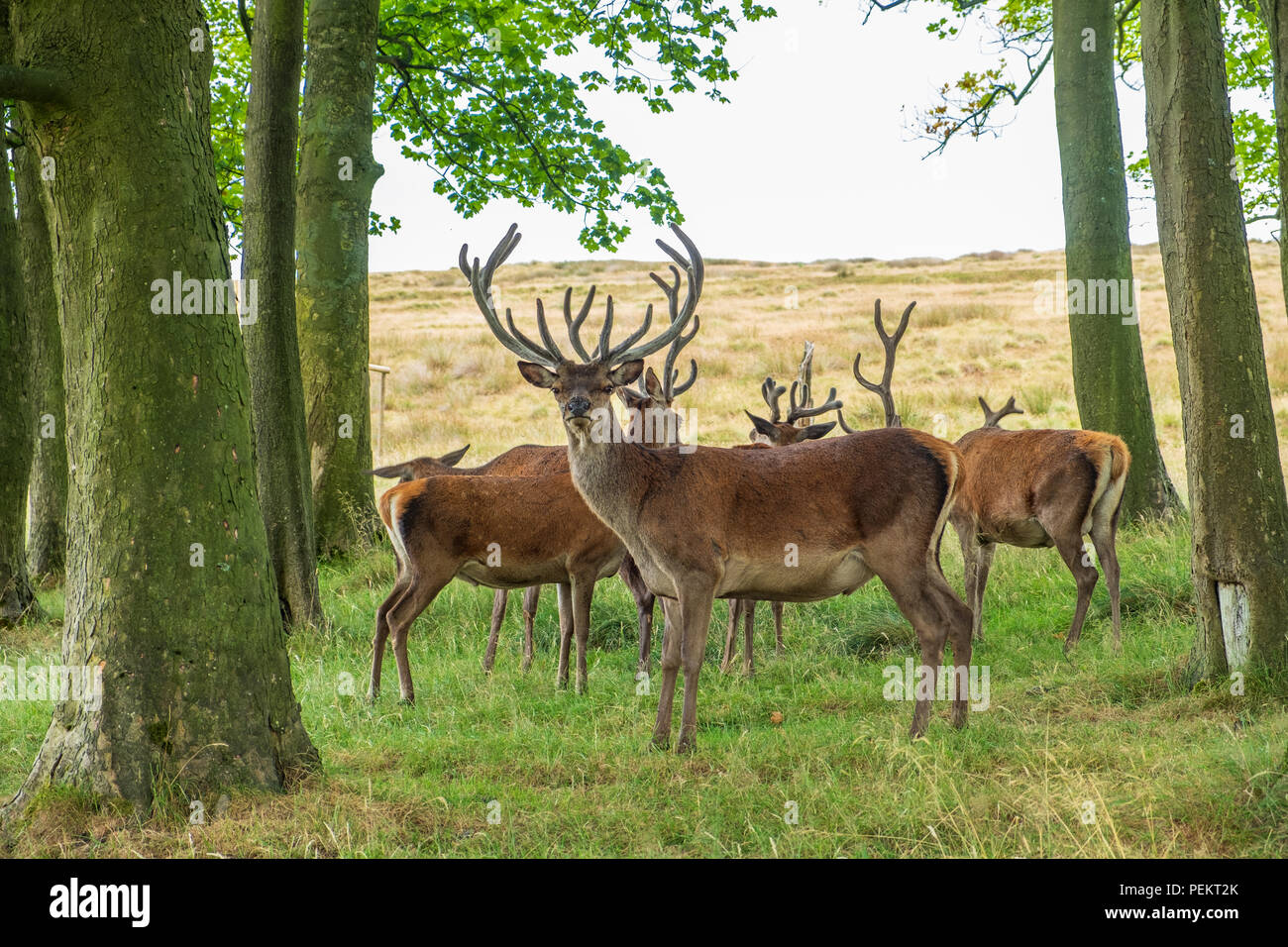 Red Deer in the Red Deer Sanctuary of Lyme Park, Peak District in ...