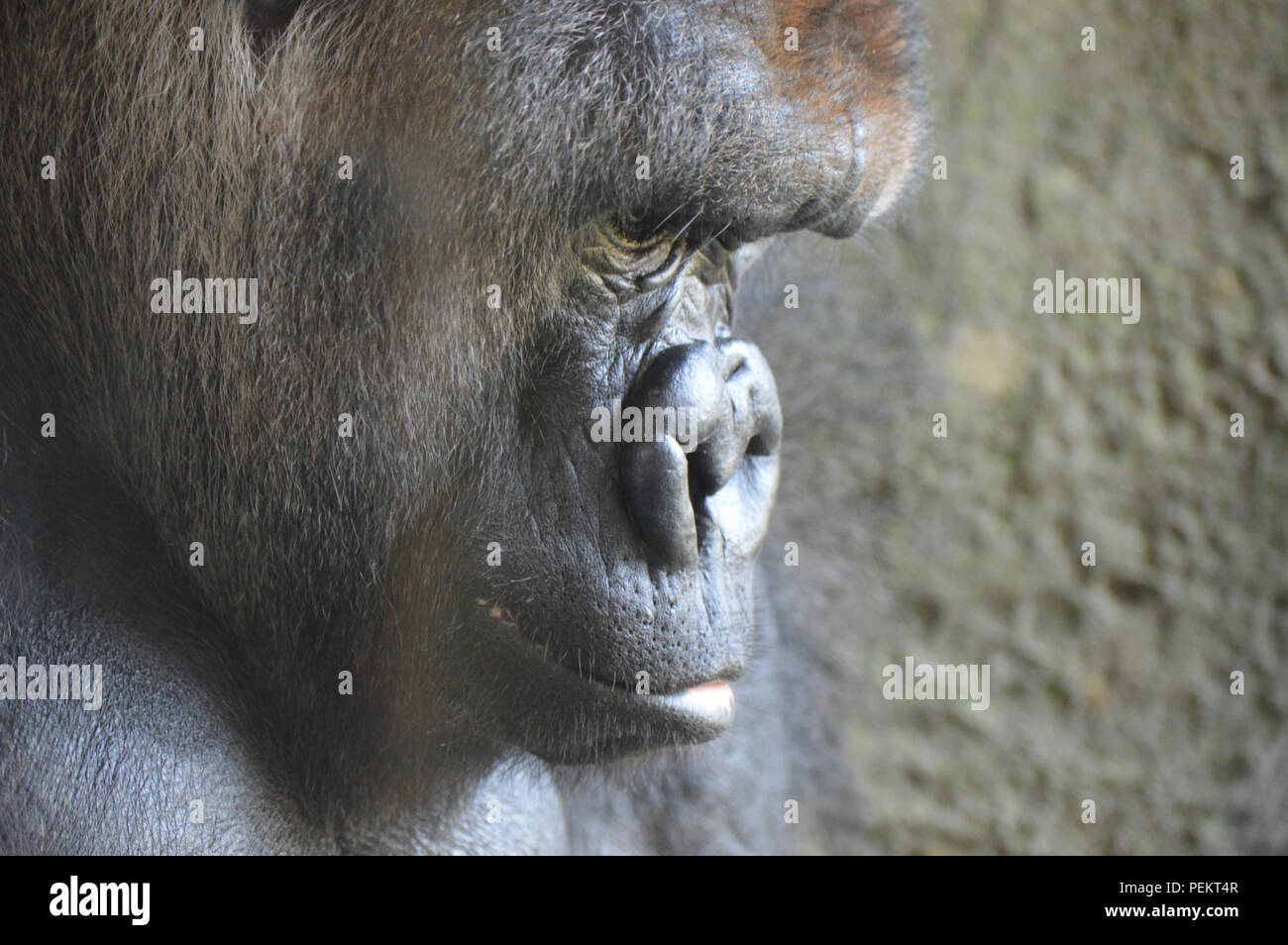Close up of a male western lowland gorilla Stock Photo - Alamy