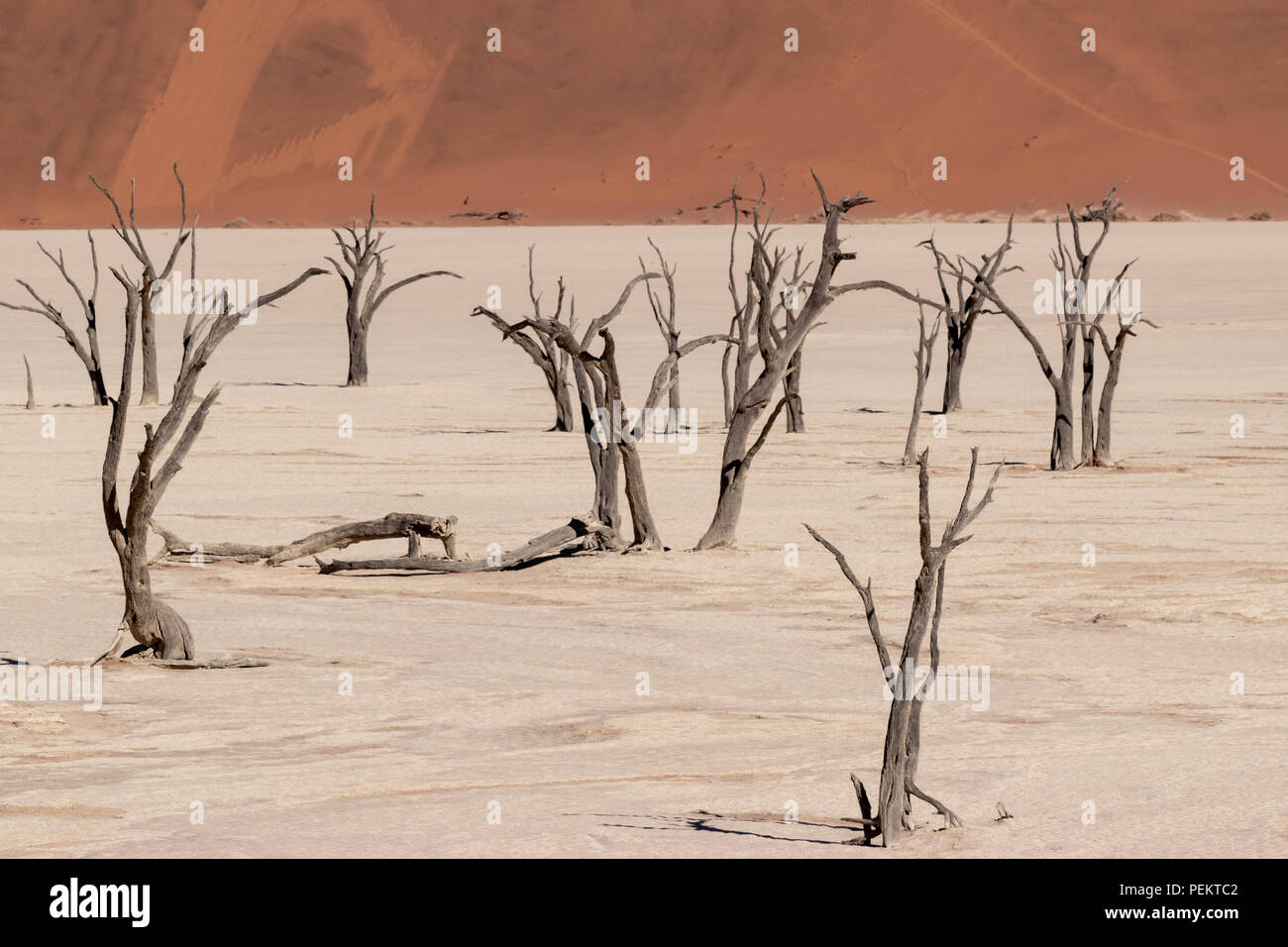 Dead tree stump in desert hi-res stock photography and images - Alamy