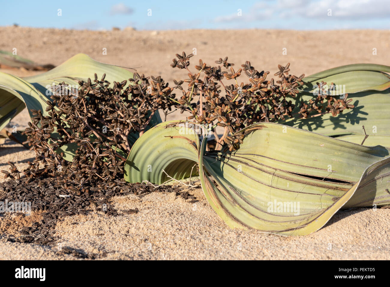 Namibia national flower hi-res stock photography and images - Alamy