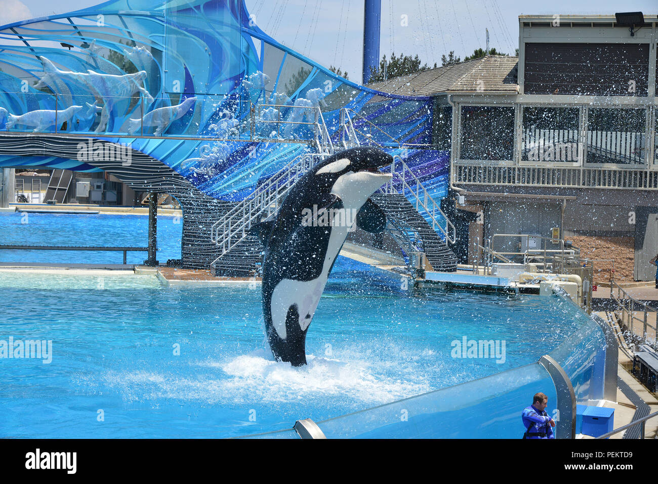 Seaworld san diego orca hi-res stock photography and images - Alamy