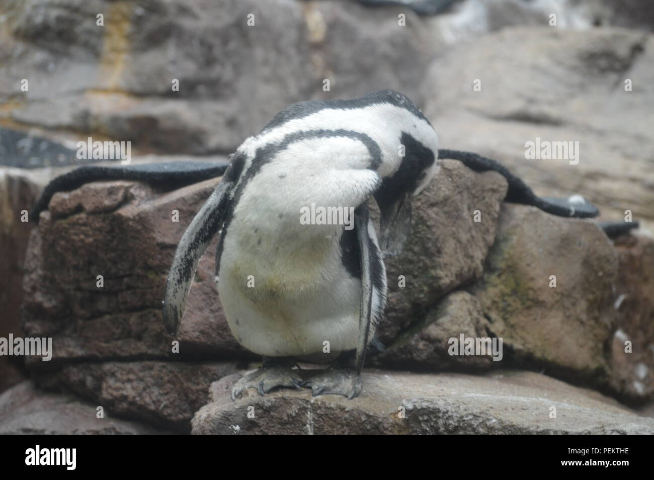 Penguin rock wildlife beak hi-res stock photography and images - Alamy