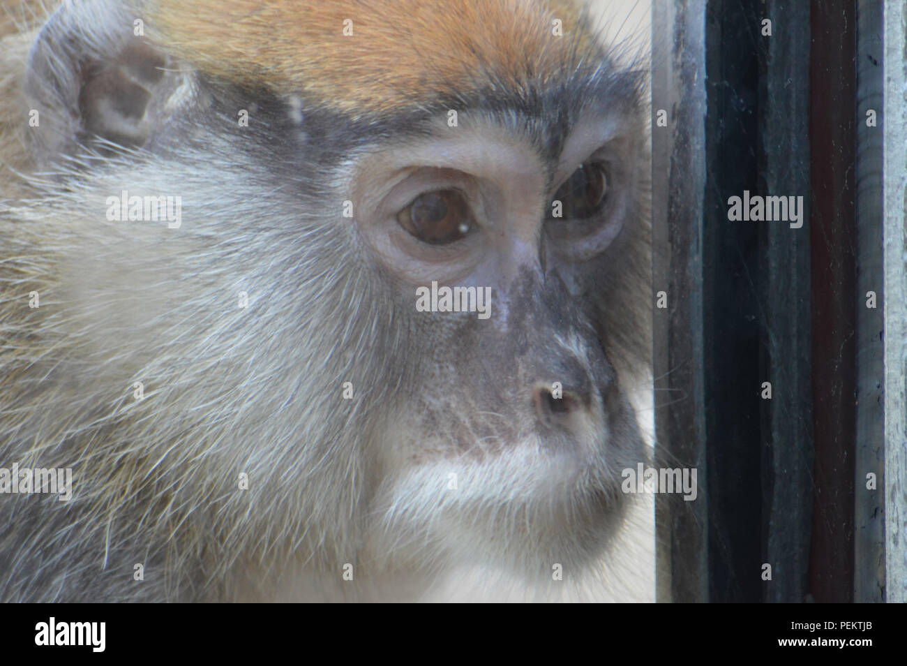 Patas monkey looking through the window Stock Photo - Alamy
