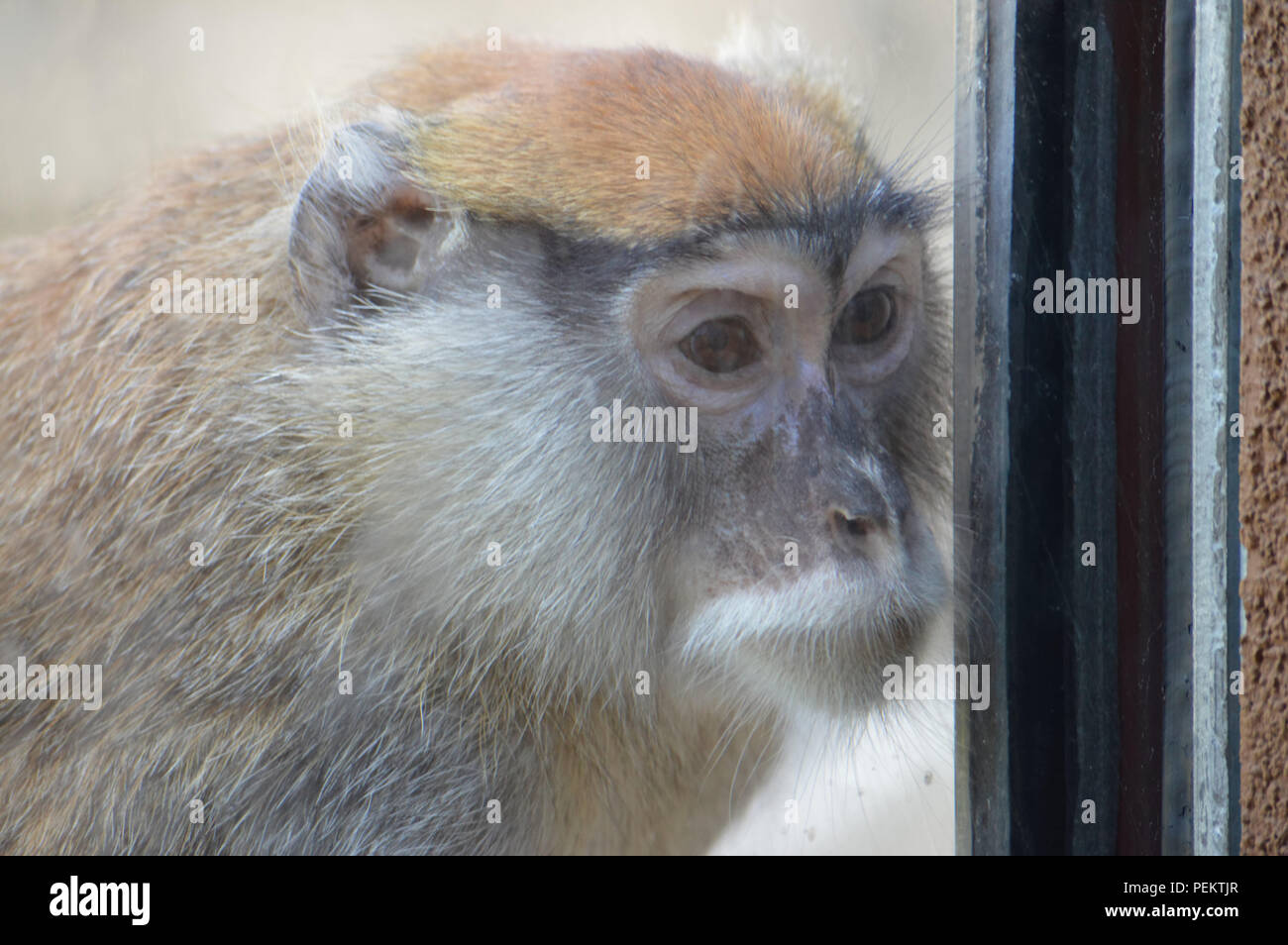 Patas monkey looking through the window Stock Photo - Alamy