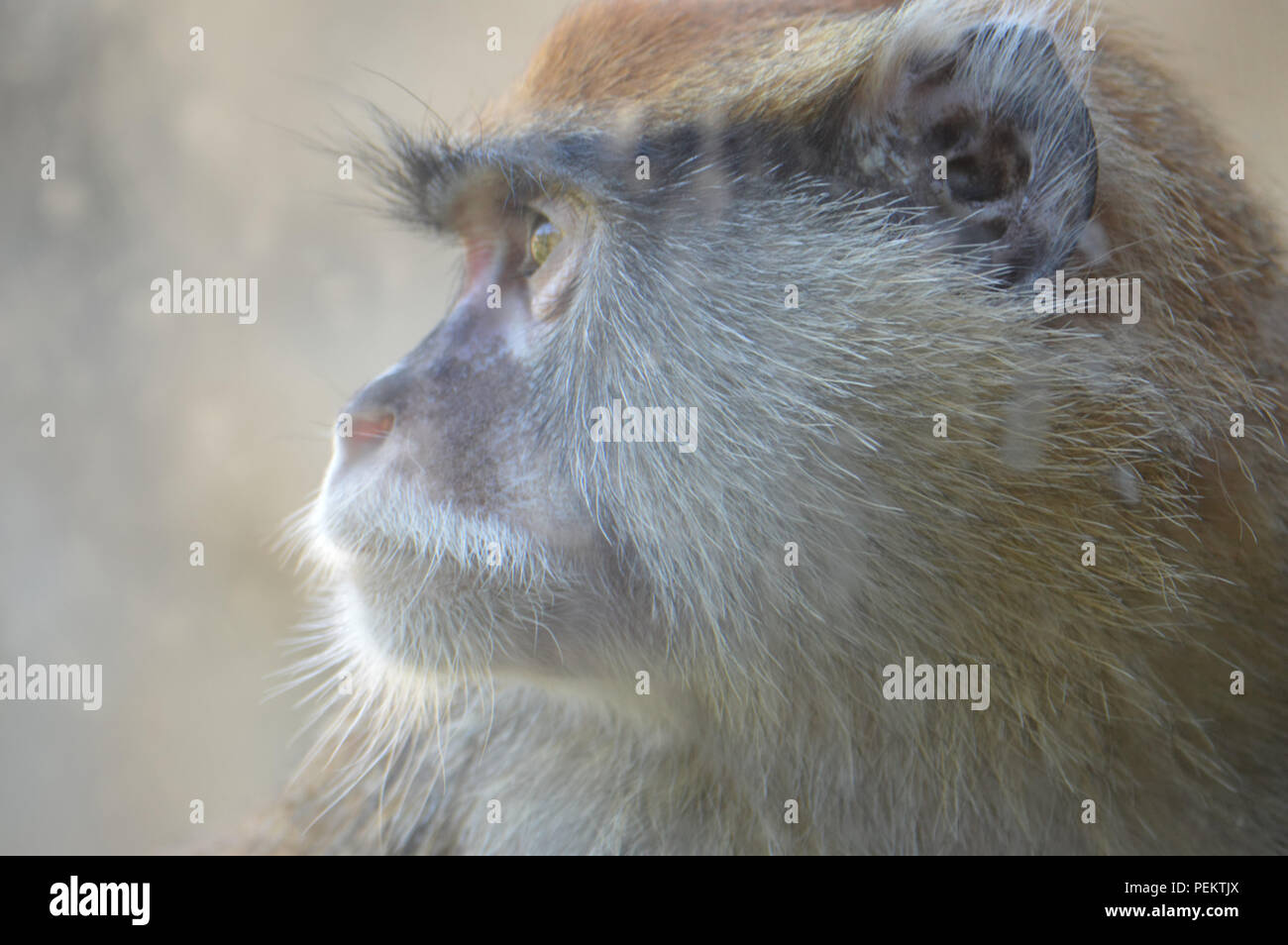 Patas monkey looking through the window Stock Photo - Alamy