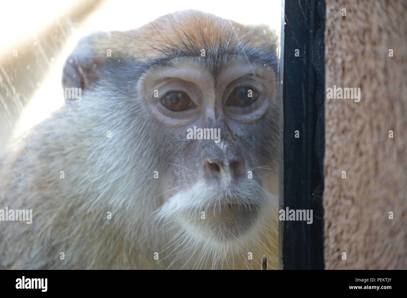 Patas monkey looking through the window Stock Photo - Alamy