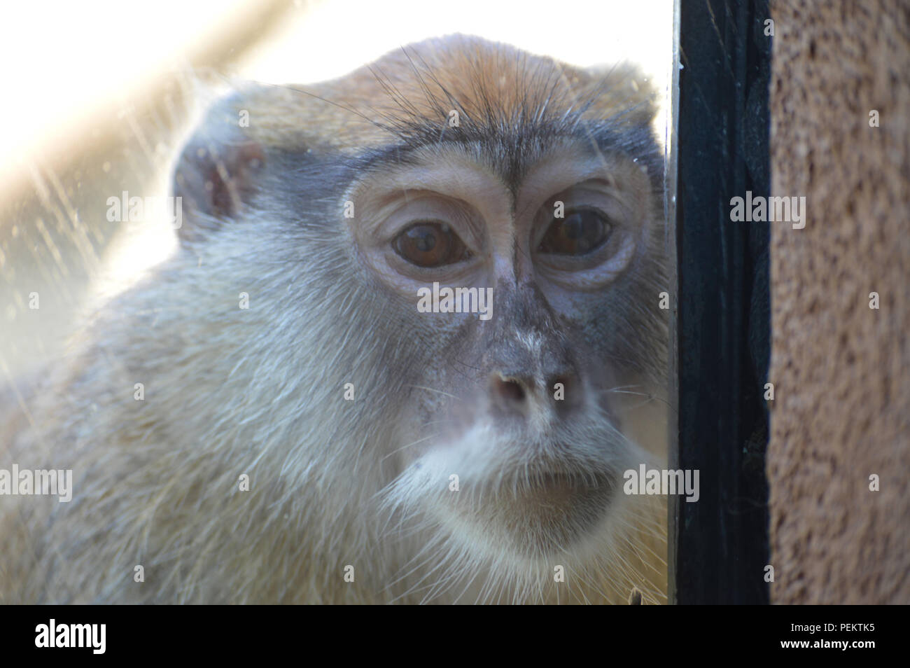 Patas monkey looking through the window Stock Photo - Alamy
