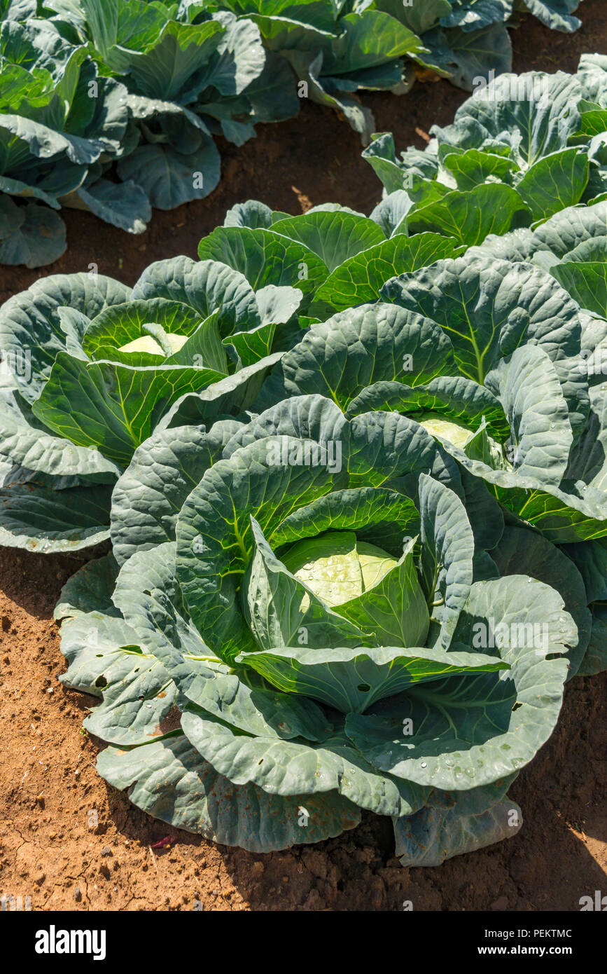 Heads of cabbage large heads hi-res stock photography and images - Alamy