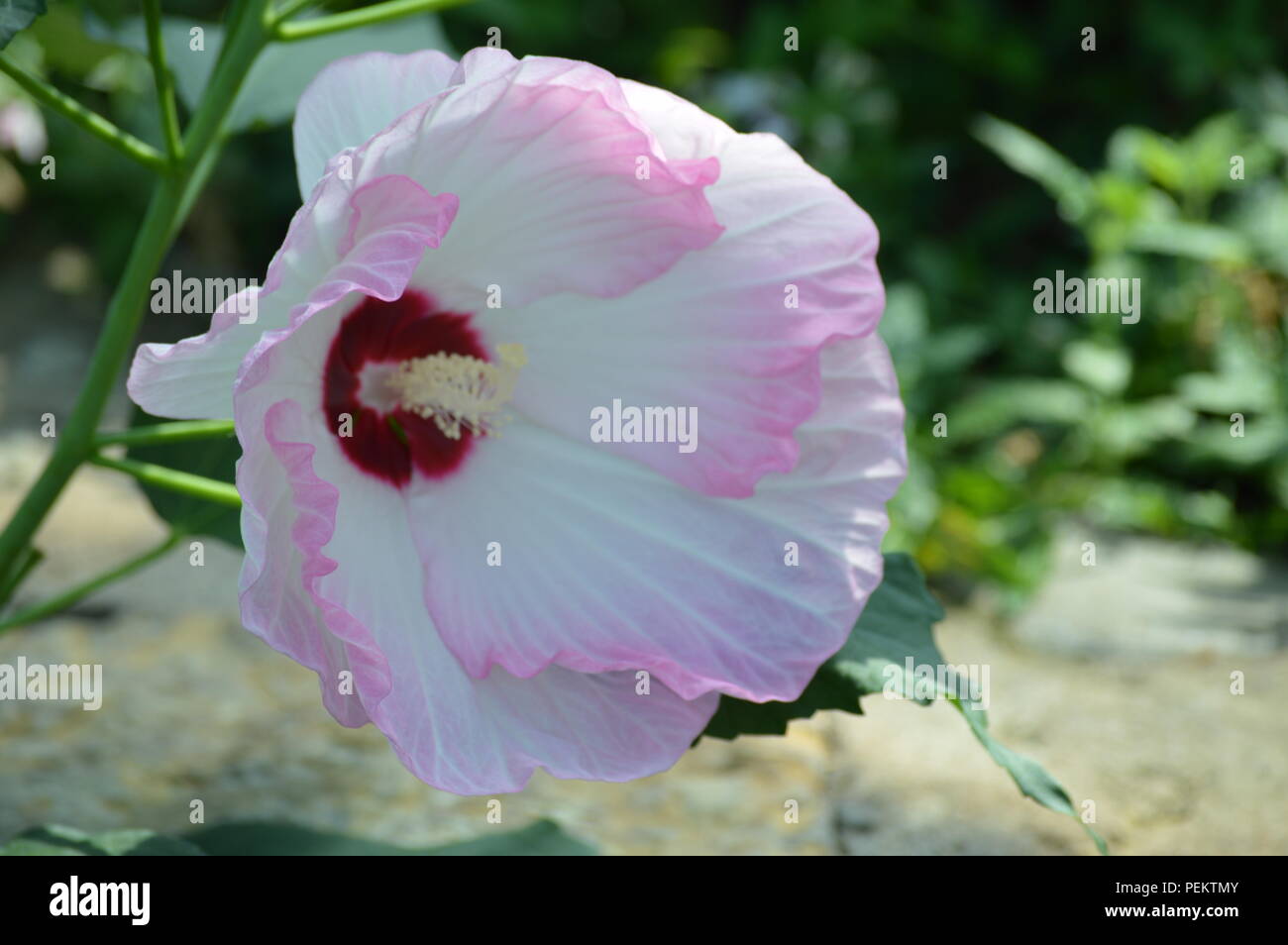 Hibiscus growing in the garden Stock Photo - Alamy