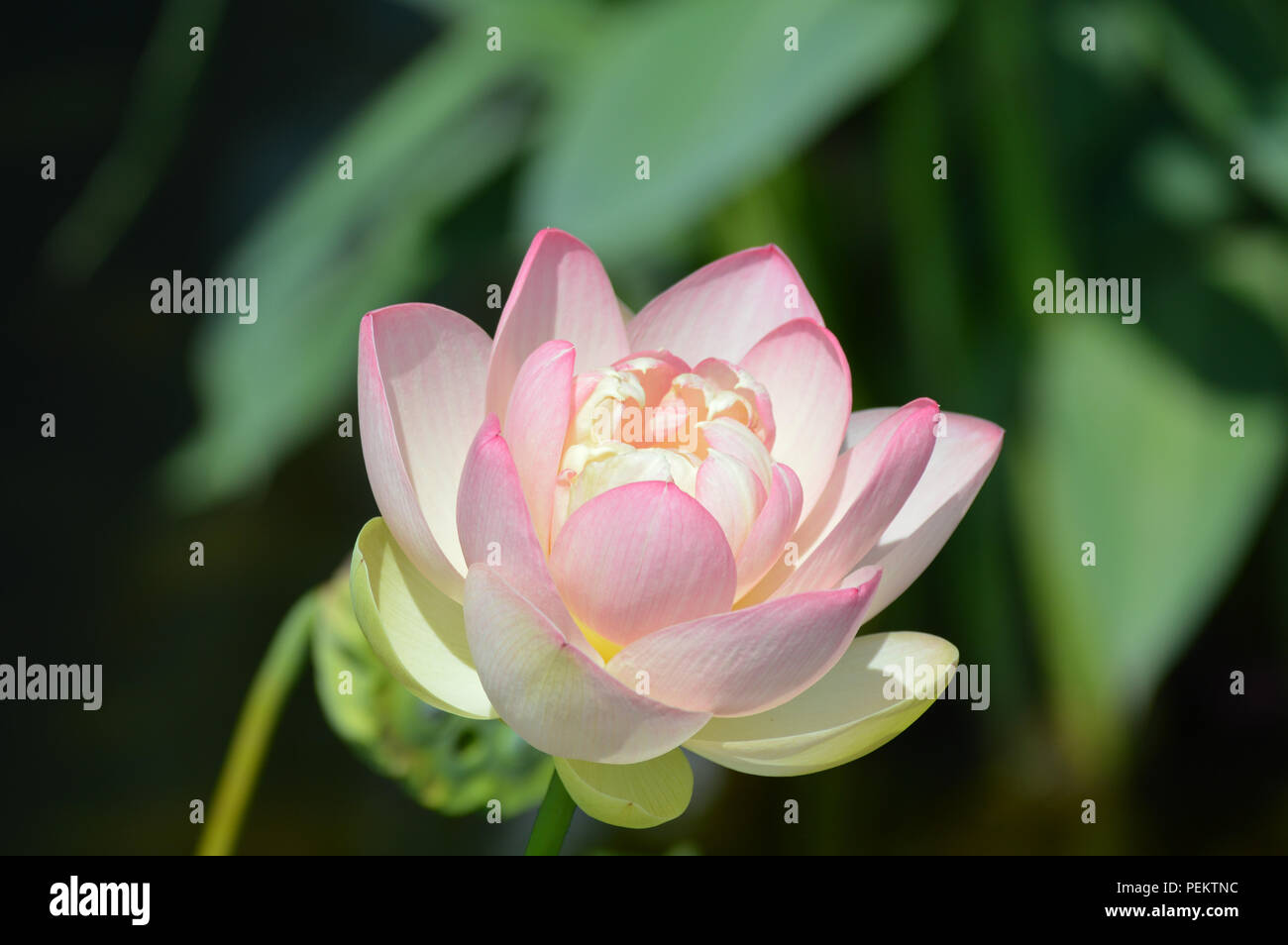 Water lily on the pond Stock Photo - Alamy