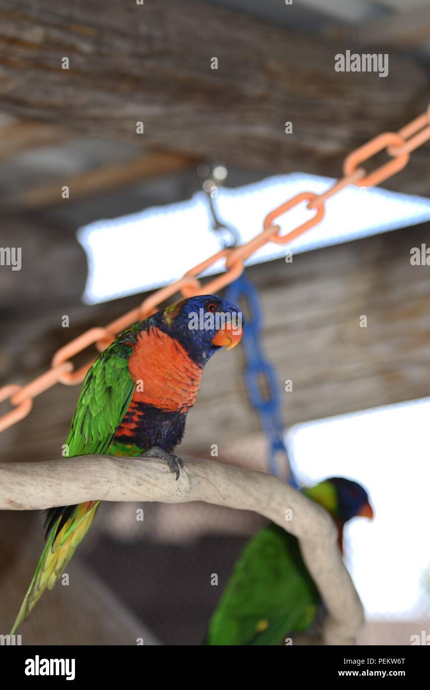Colorful parrot on perch Stock Photo - Alamy