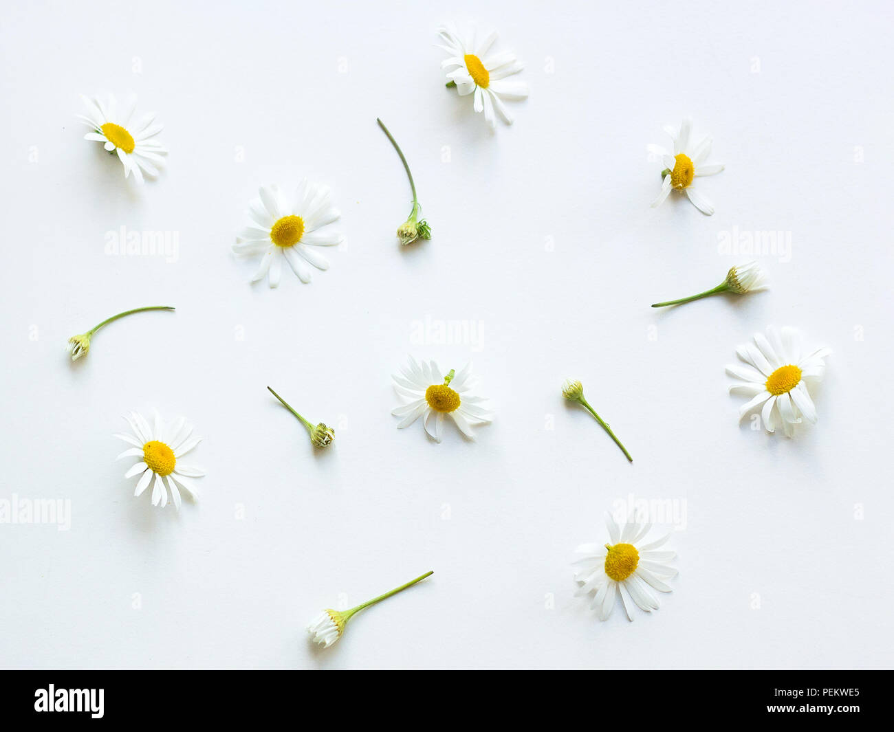 Chamomile flowers Top view Many flowers and buds of chamomile are lying ...