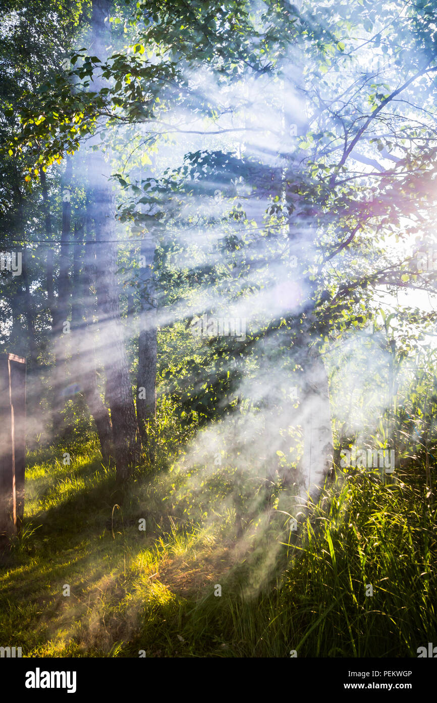 Sunbeam forest hi-res stock photography and images - Alamy