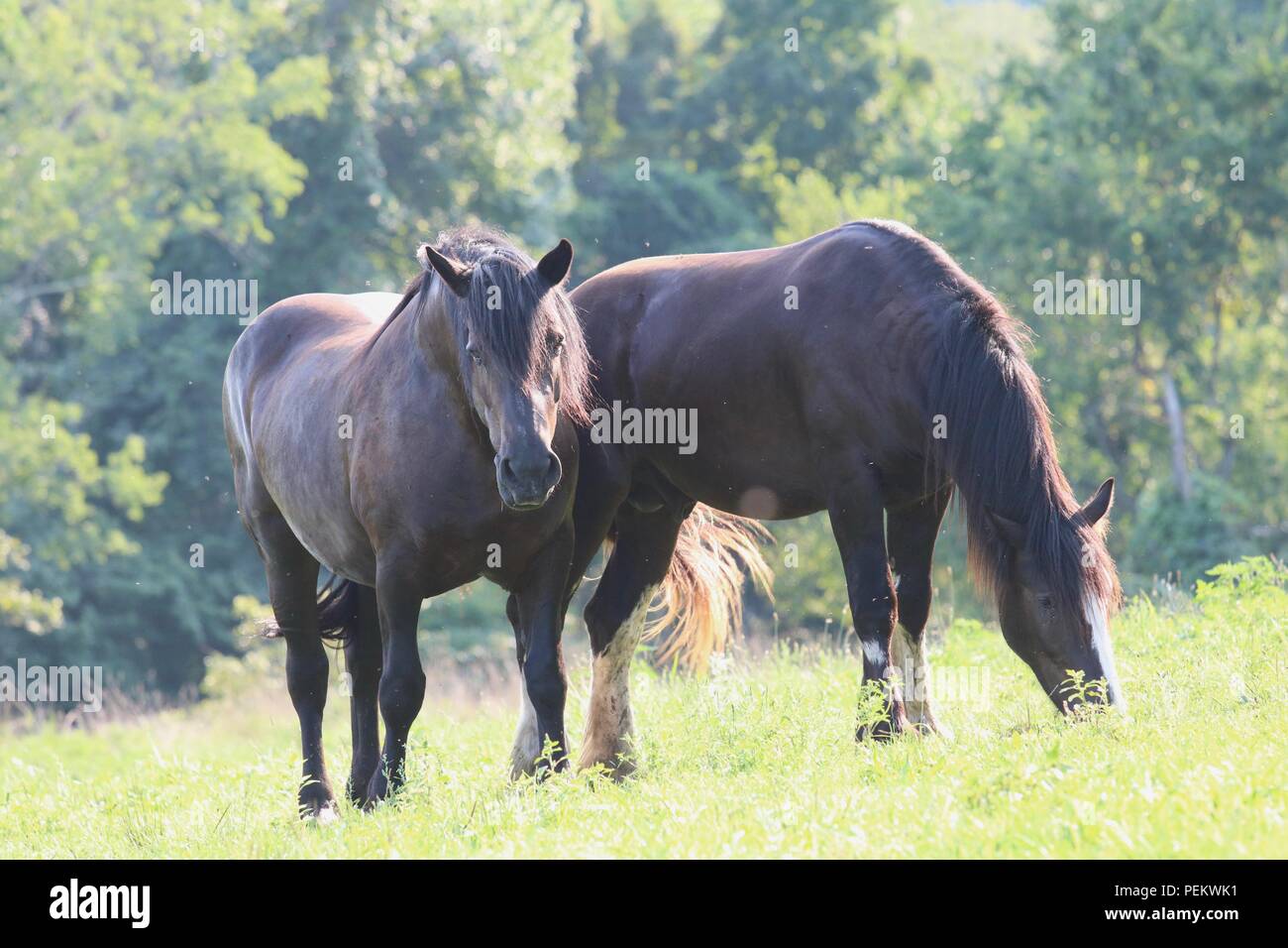 Two Bay Draft Horses Grazing in a Summer Meadow Stock Photo - Alamy
