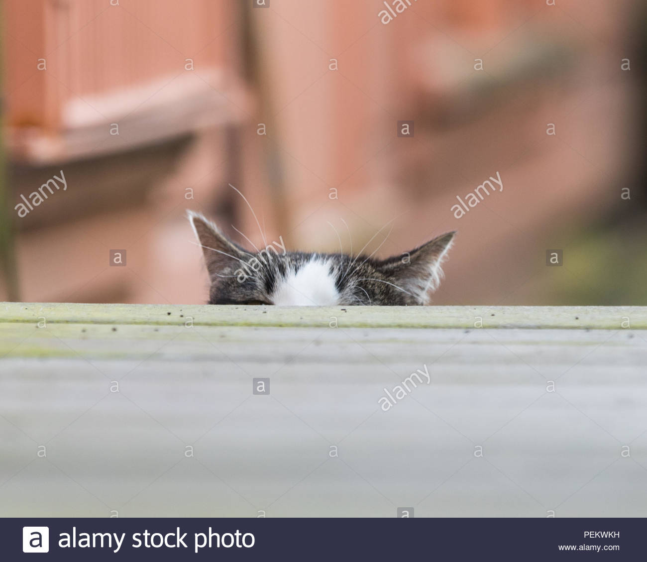 Spying On Stock Photos & Spying On Stock Images - Alamy