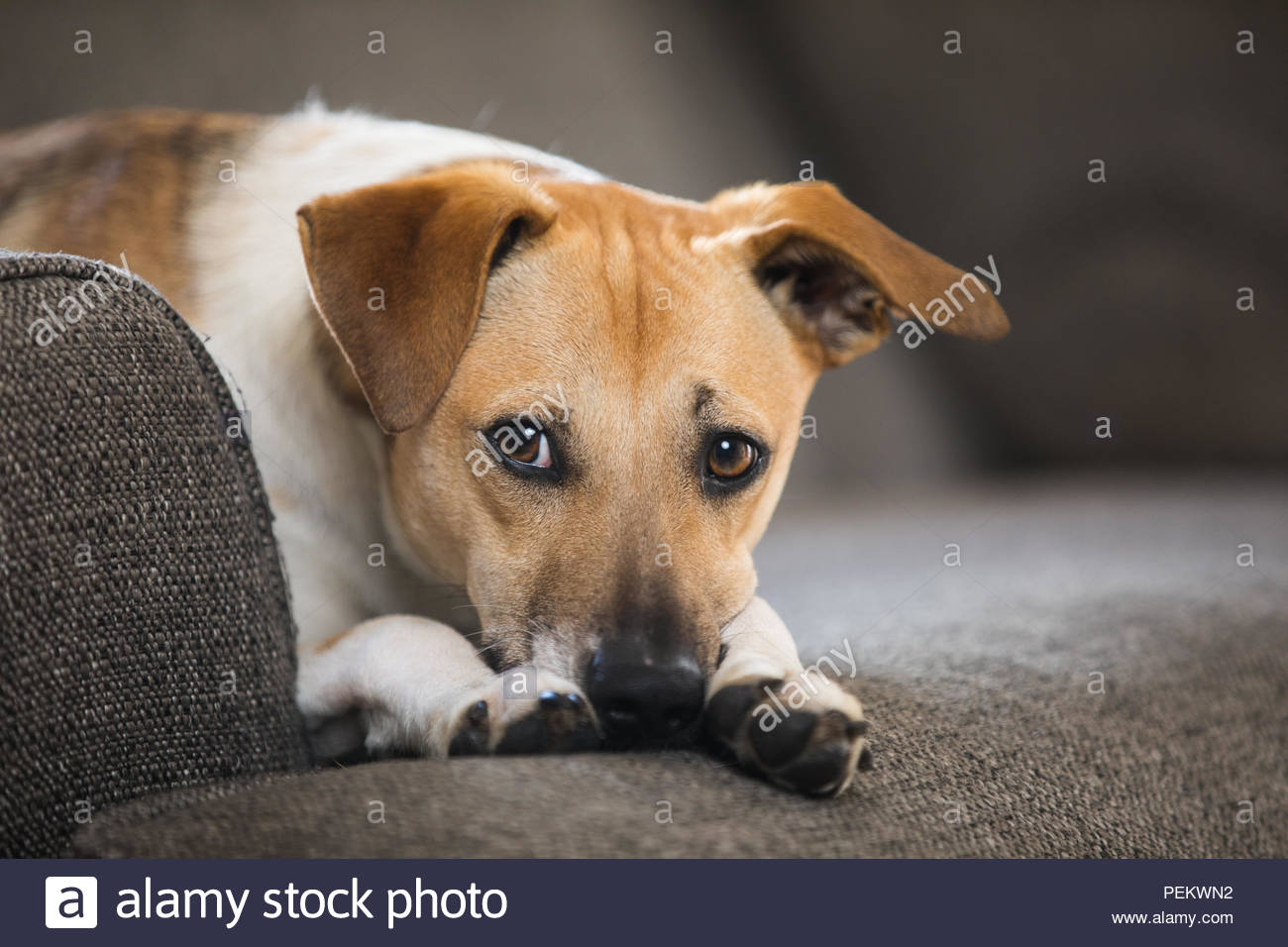 Perked Ears Stock Photos & Perked Ears Stock Images - Alamy
