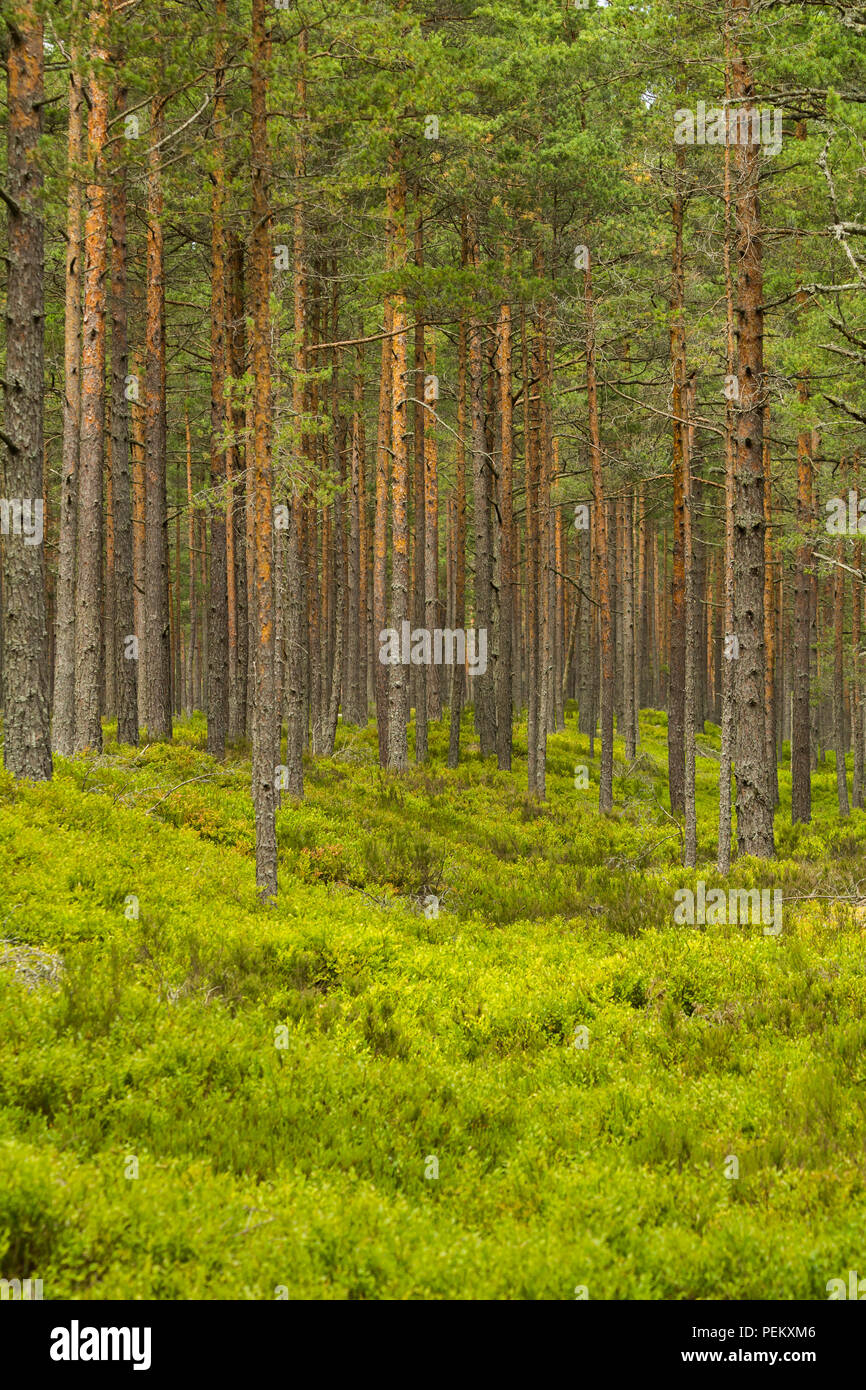 Pine tree woodland hi-res stock photography and images - Alamy