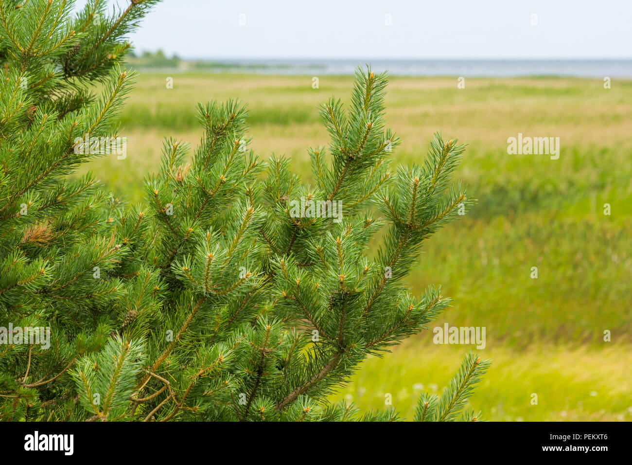 Spruce tree landscape hi-res stock photography and images - Alamy