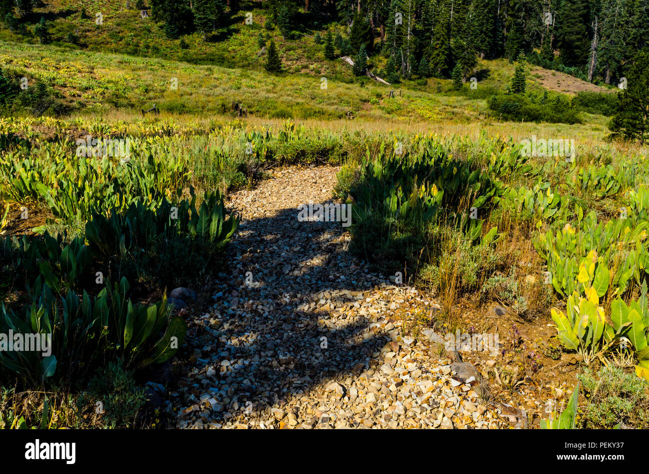 The Bennett Juniper a 2000 year old tree in the Stanislaus National ...