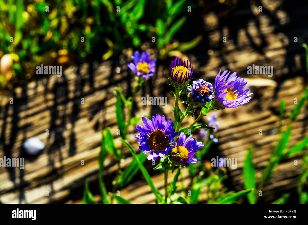 Plants growing in the Stanislaus National Forest California Sierra ...