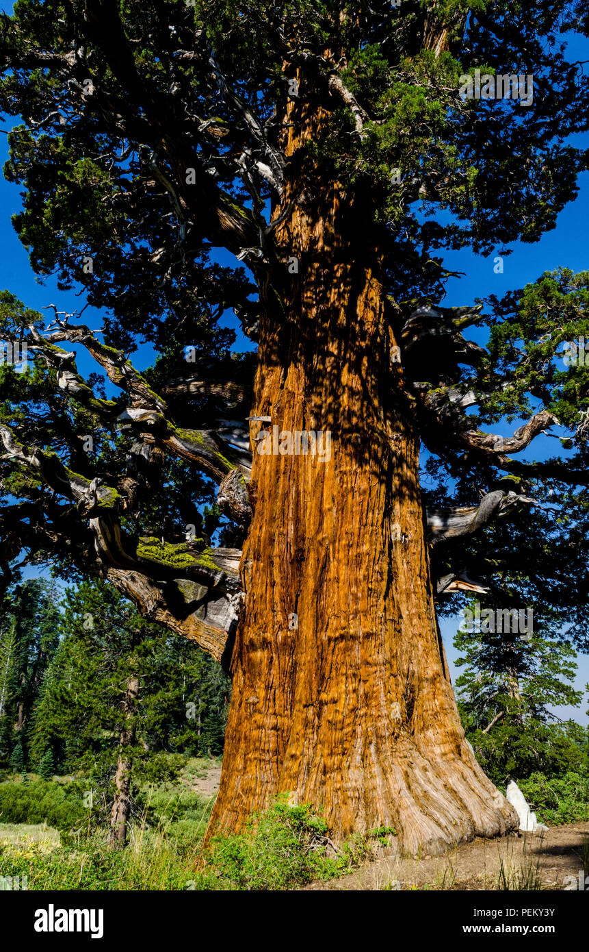 The Bennett Juniper a 2000 year old tree in the Stanislaus National ...
