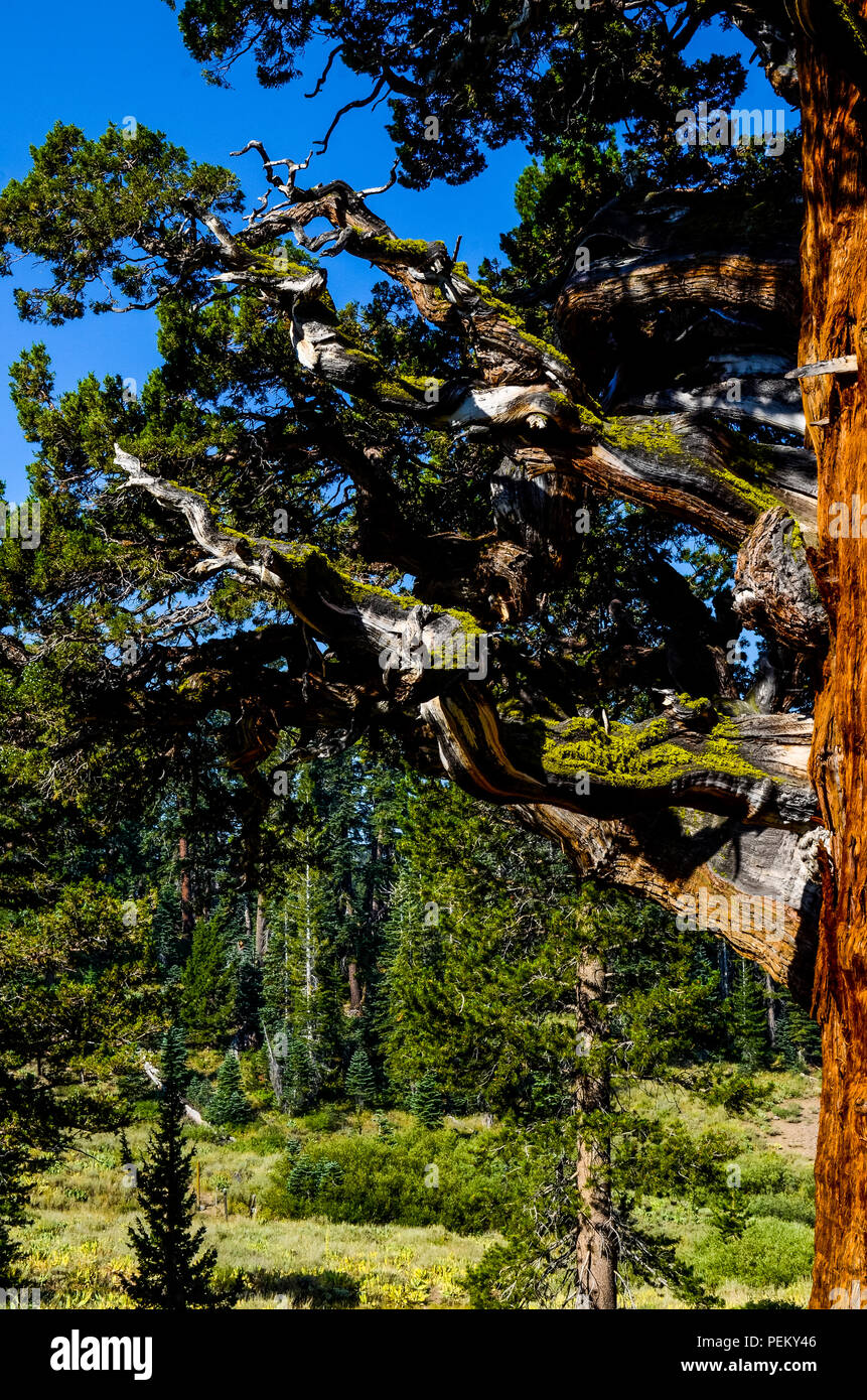 The Bennett Juniper a 2000 year old tree in the Stanislaus National Forest California the oldest ...