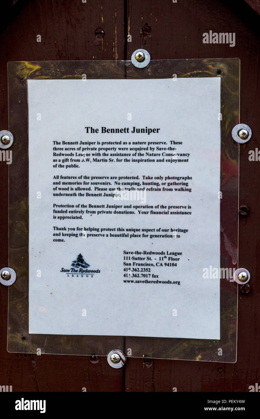 Information about the Bennett Juniper a 2000 year old Juniper tree in ...