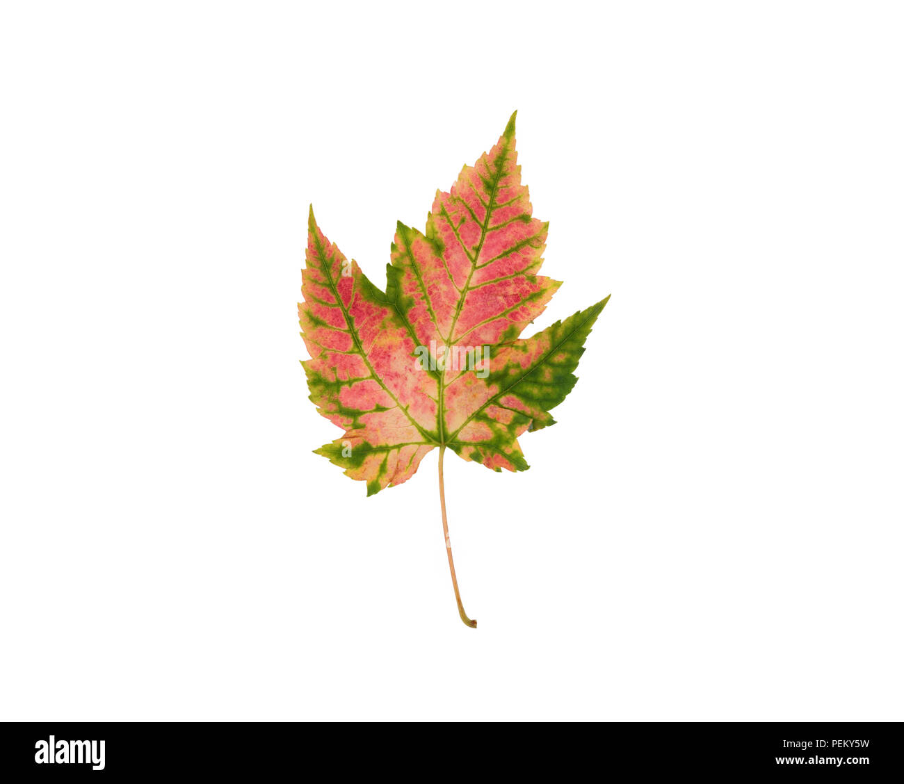 Pink and green Autumn leaf isolated on white background Stock Photo - Alamy