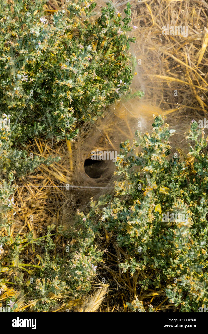 Looking Down Into The Burrow Of A Funnel Web Spider At The San Luis National Wildlife Refuge In