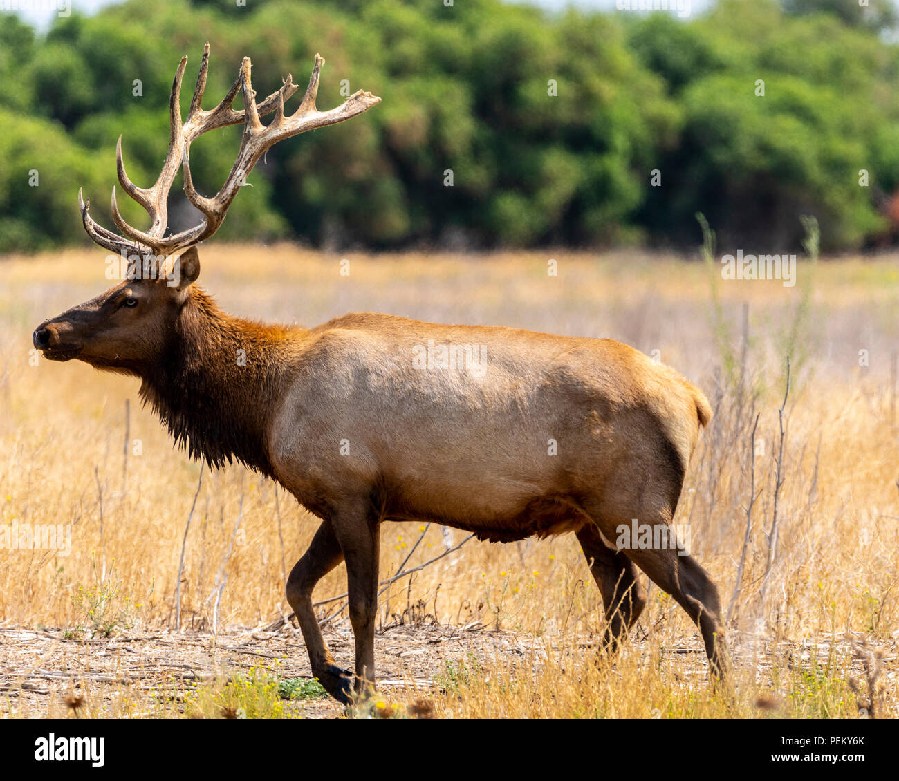 Tule elk hi-res stock photography and images - Alamy