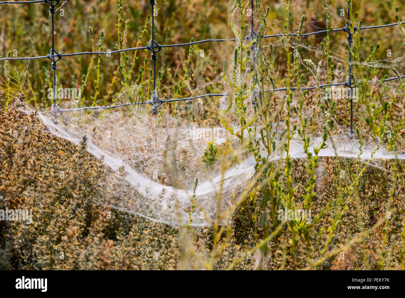 Funnel shaped spider web hi-res stock photography and images - Alamy