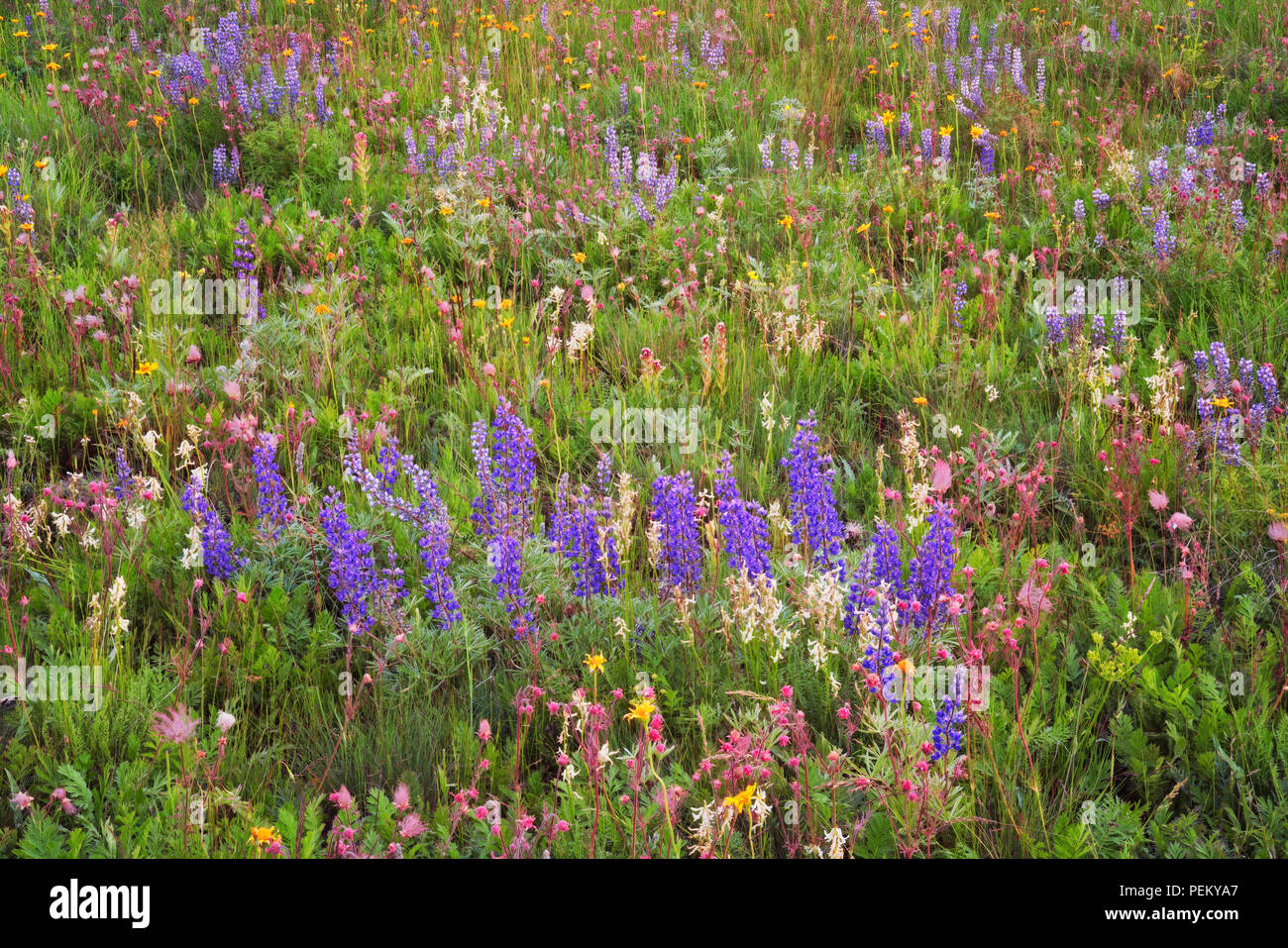 Blooming wildflowers including red Prairie Smoke, purple Lupine, and ...