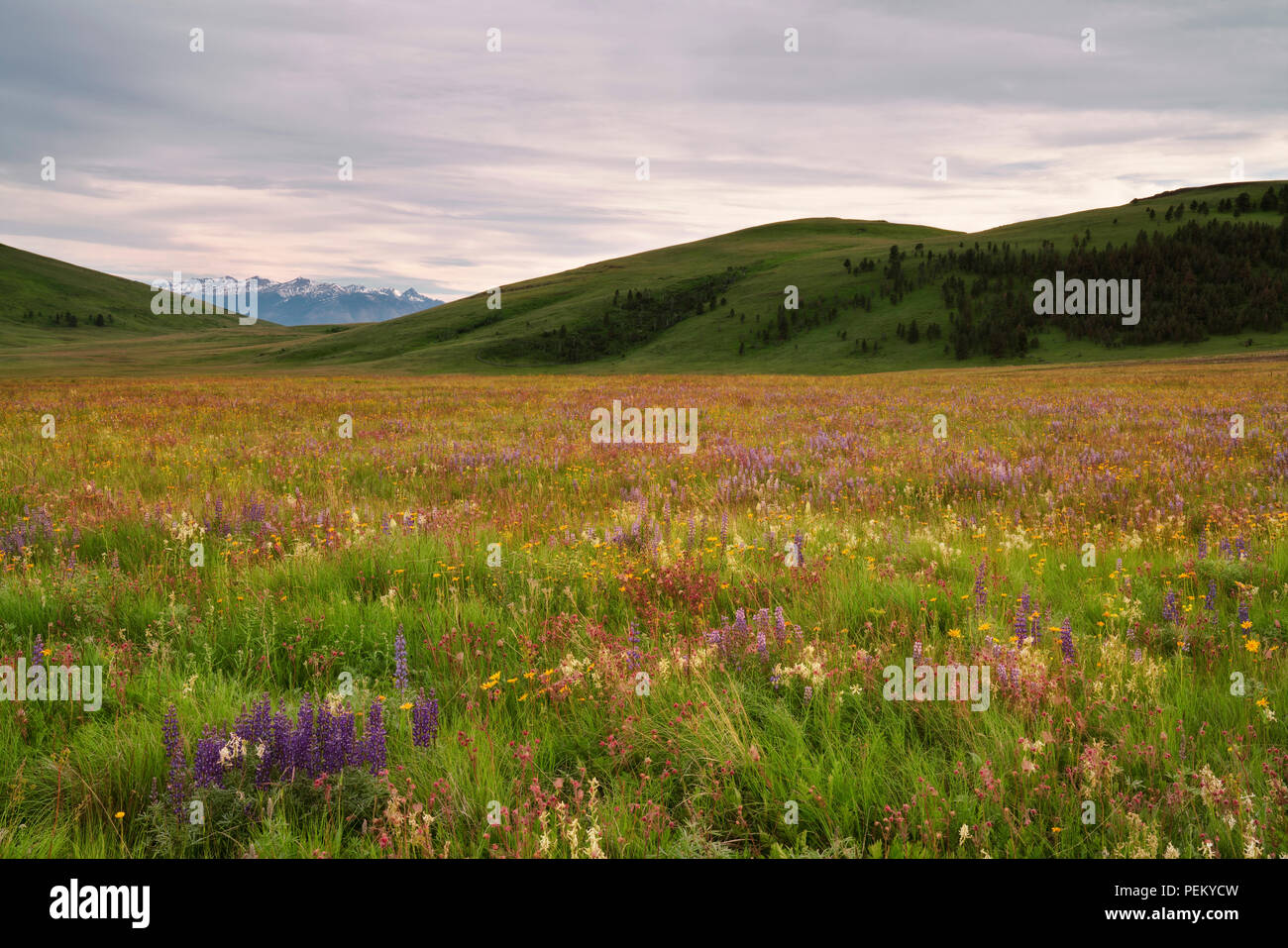 Zumwalt prairie nature conservancy joseph hi-res stock photography and ...