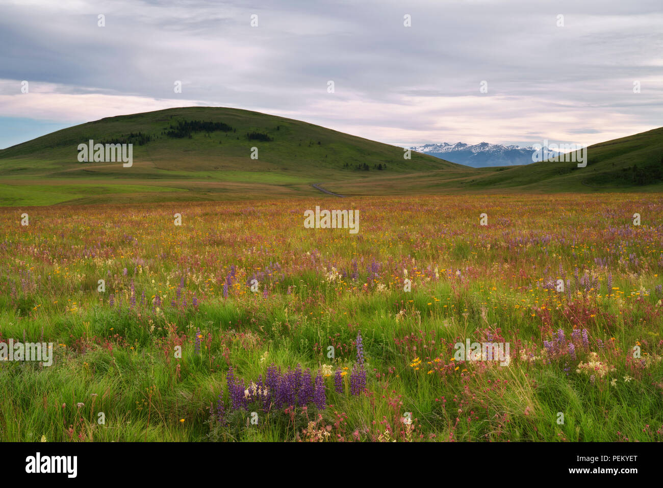 Zumwalt prairie nature conservancy joseph hi-res stock photography and ...