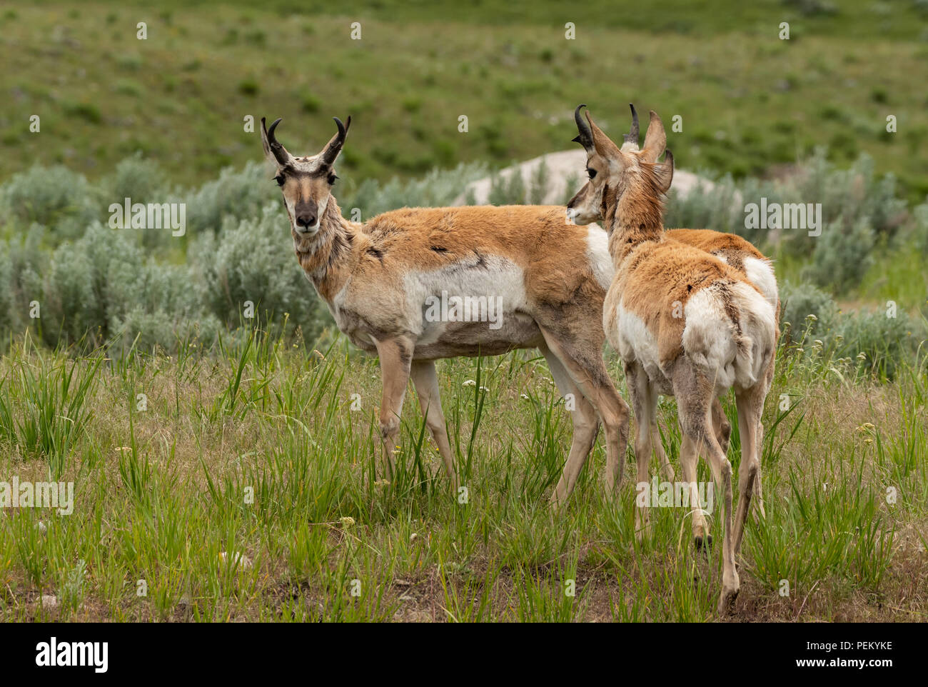 Antelope grazing hi-res stock photography and images - Alamy