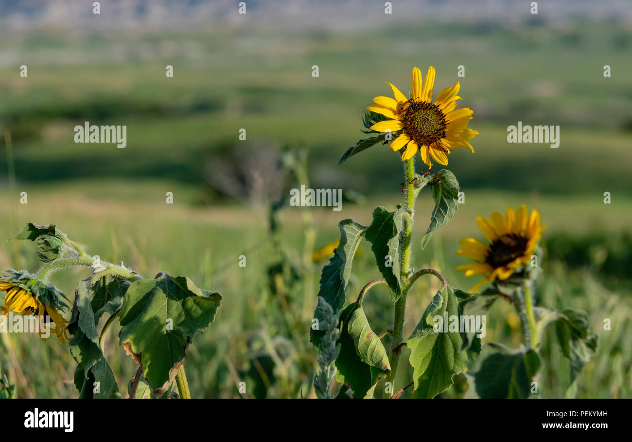 Withering Yellow Sunflower with Copy Space to Left Stock Photo - Alamy