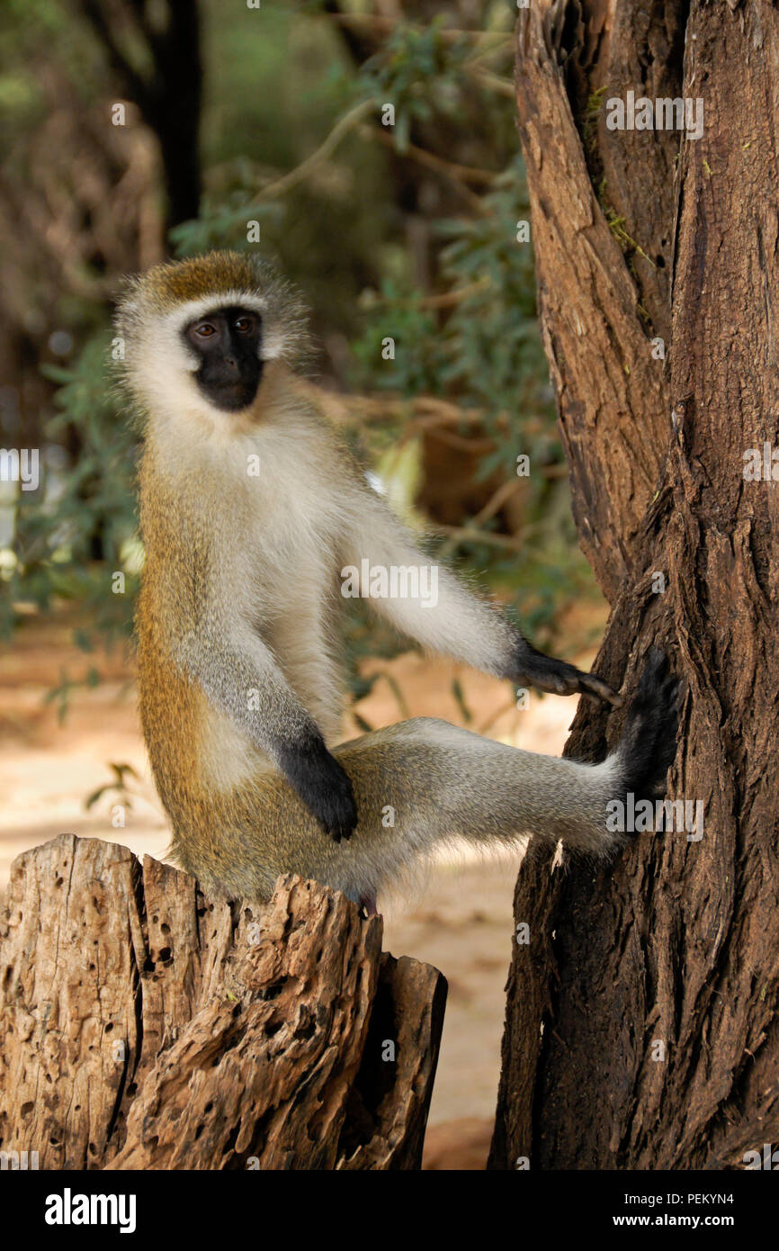 Curious black-faced vervet monkey sitting on tree stump, Samburu Game ...