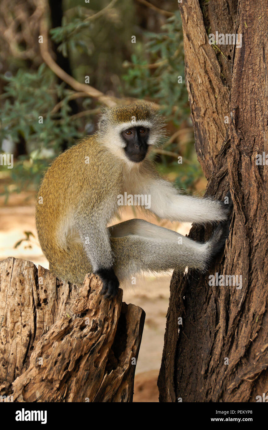 Black-faced vervet monkey sitting on tree stump, Samburu Game Reserve ...