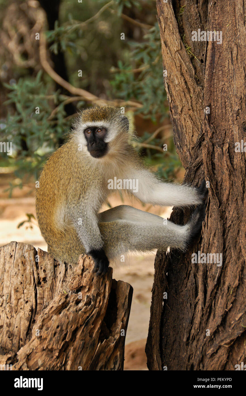 Black-faced vervet monkey sitting on tree stump, Samburu Game Reserve ...